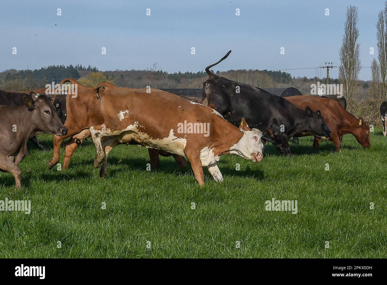 Cows first time out after winter hi-res stock photography and images ...