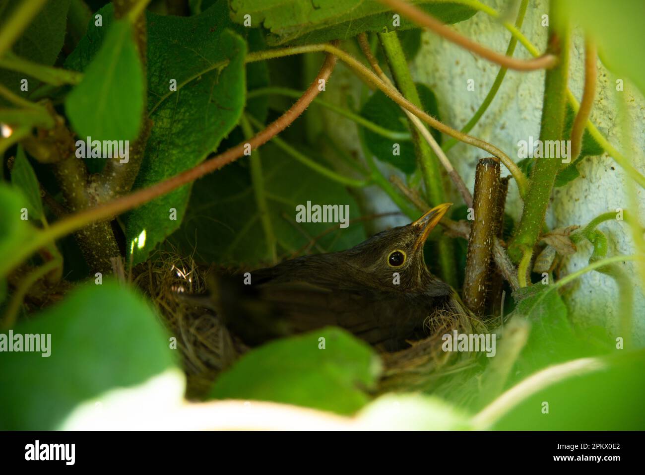 A female blackbird broods in a nest built in a kiwi tree against a wall ...