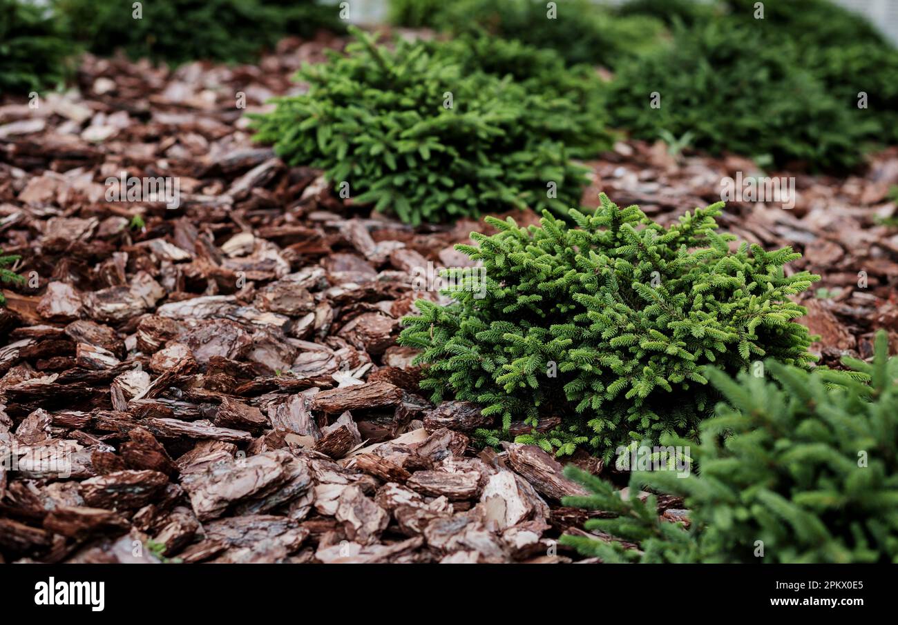 Park landscaping wood bark. Garden maintenance in spring doing the ...