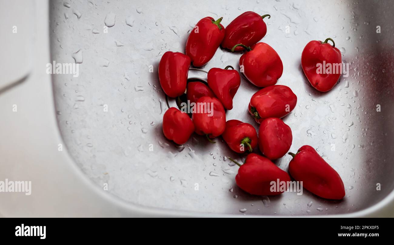 small red peppers in a metal sink. wash vegetables before eating Stock ...