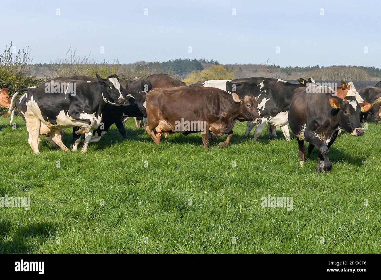 The cows are out hi-res stock photography and images - Alamy