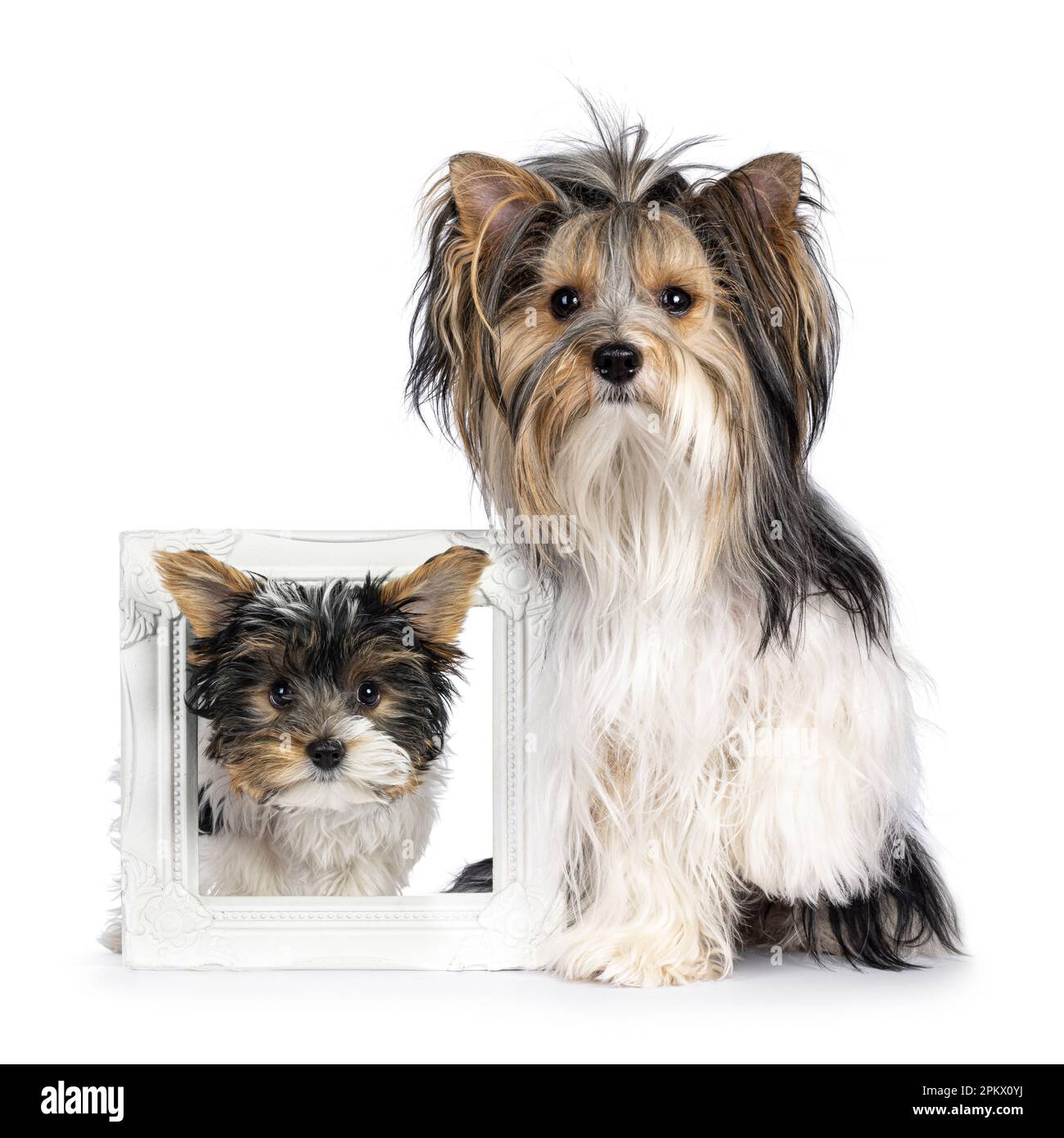 Adorable young adult Biewer Yorkshire Terrier dog, sitting beside ...