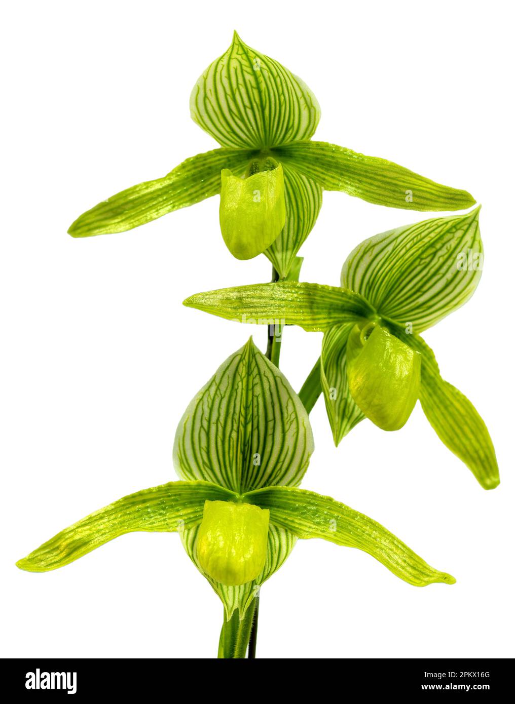 Flower colors are green, white. An orchid of the genus Paphiopedilum. Close-up of isolated ...