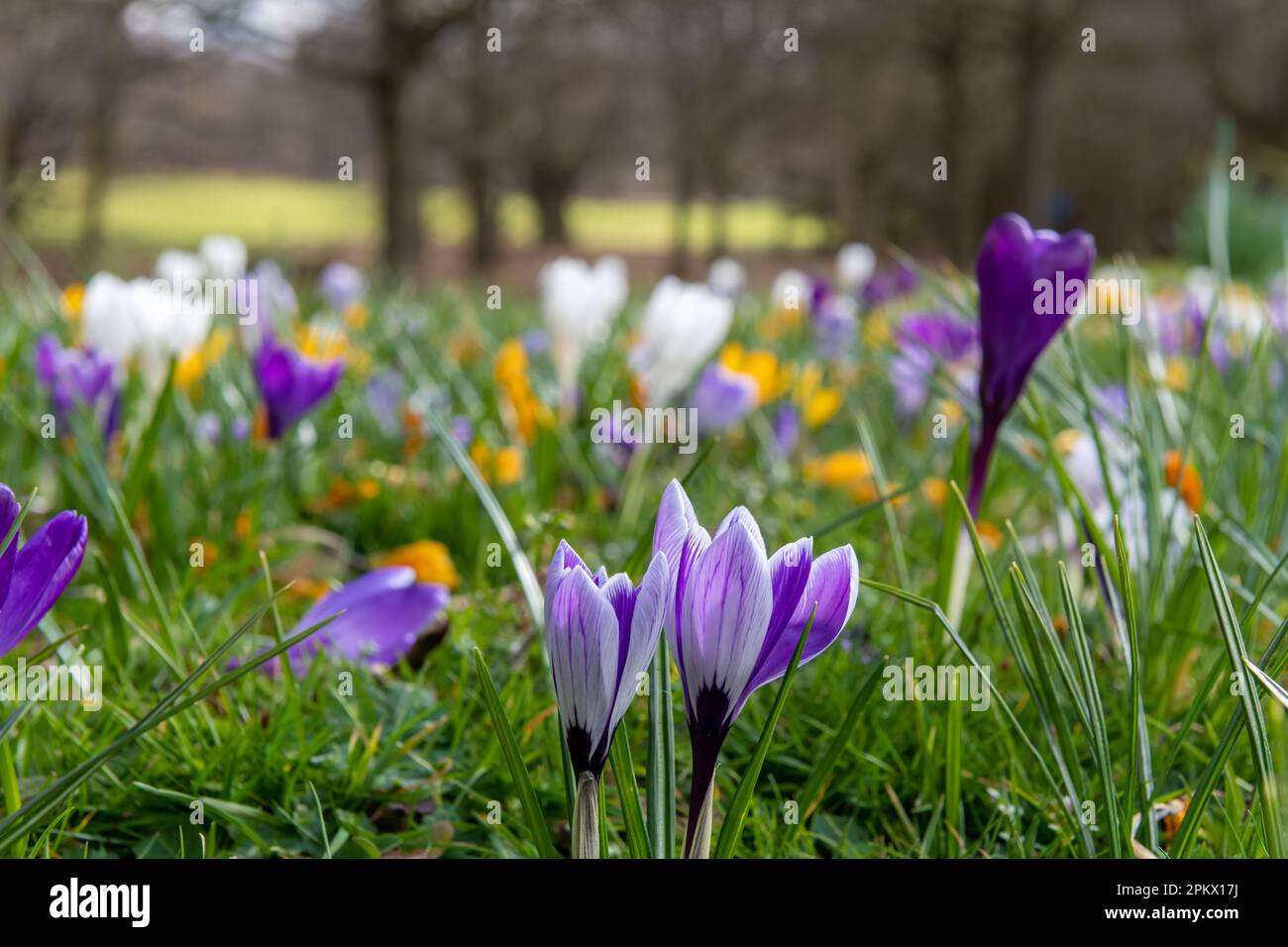 Spring flower flowers background Stock Photo - Alamy