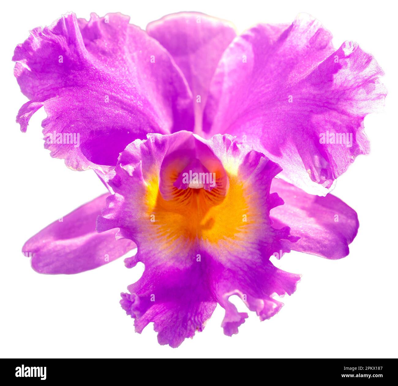 Flower colors are pink, yellow and purple. An orchid of the genus ...