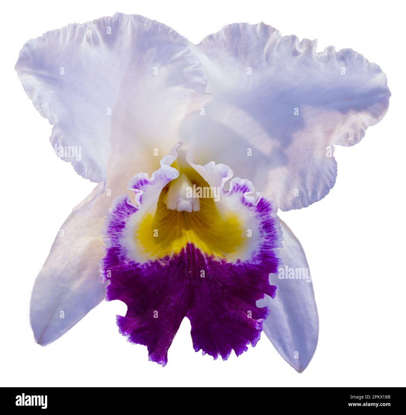 Flower colors are white, yellow and purple. An orchid of the genus ...