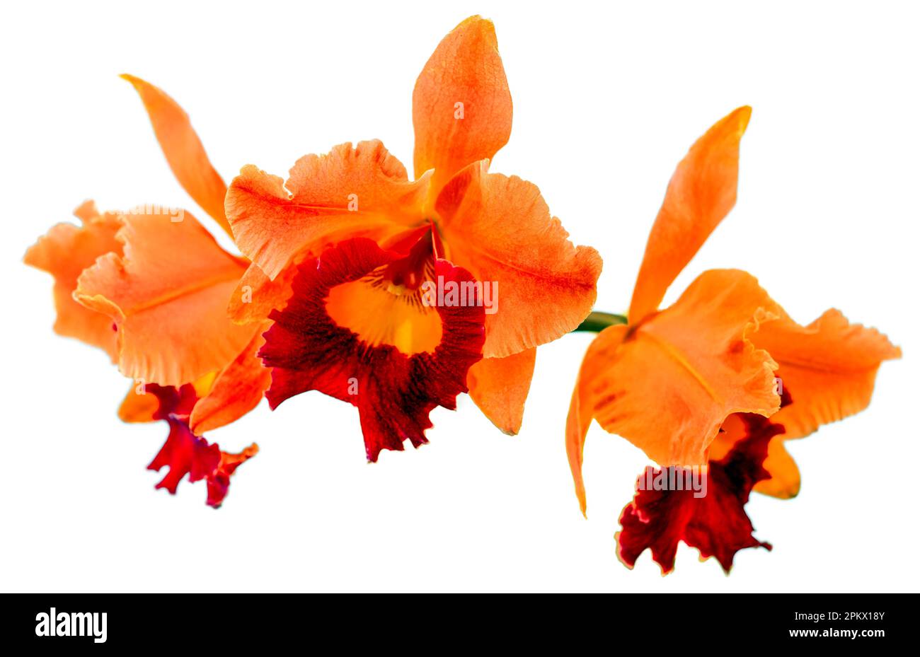 Flower colors are orange and brown. An orchid of the genus Cattleya ...