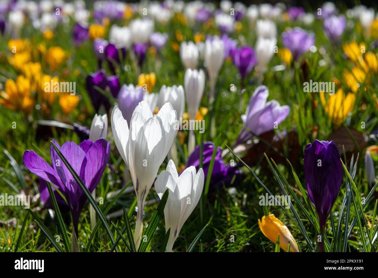 Spring flower flowers background Stock Photo - Alamy