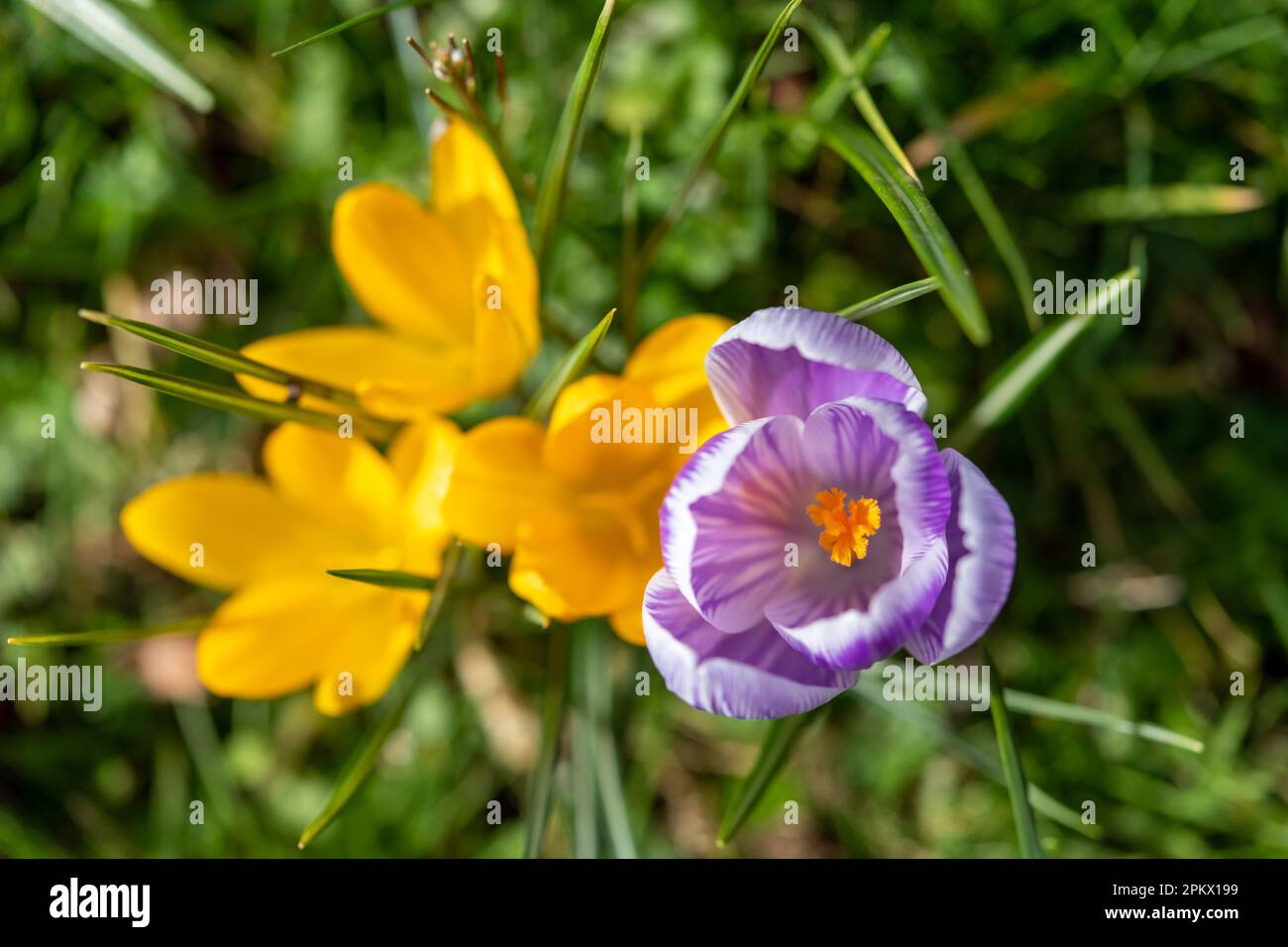 Spring flower flowers background Stock Photo - Alamy