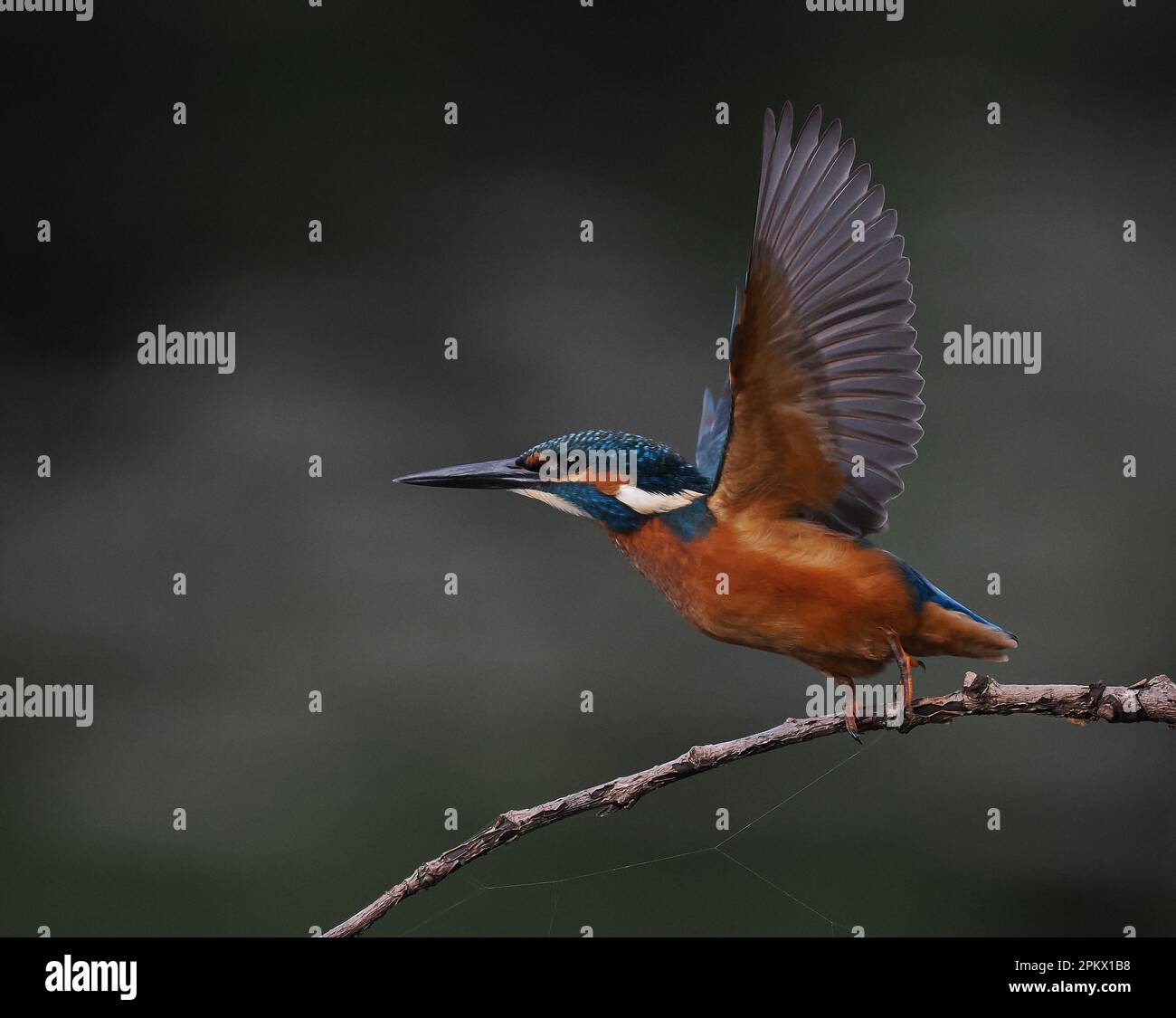 Kingfisher are one of the most colourful UK birds, it is recorded that ...