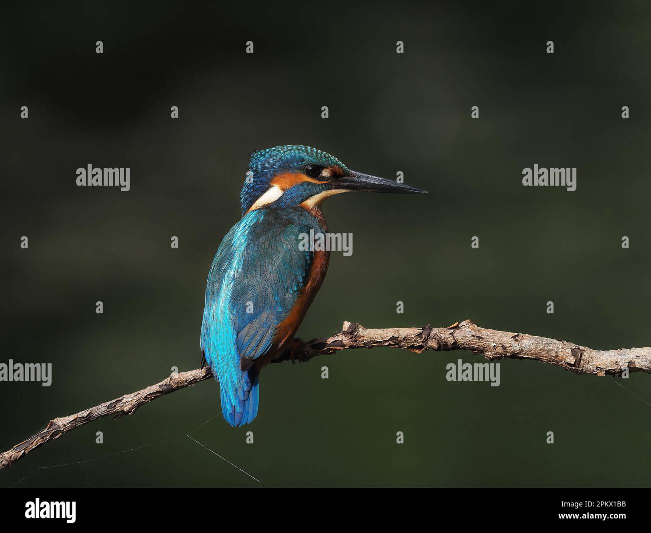 Kingfisher are one of the most colourful UK birds, it is recorded that ...