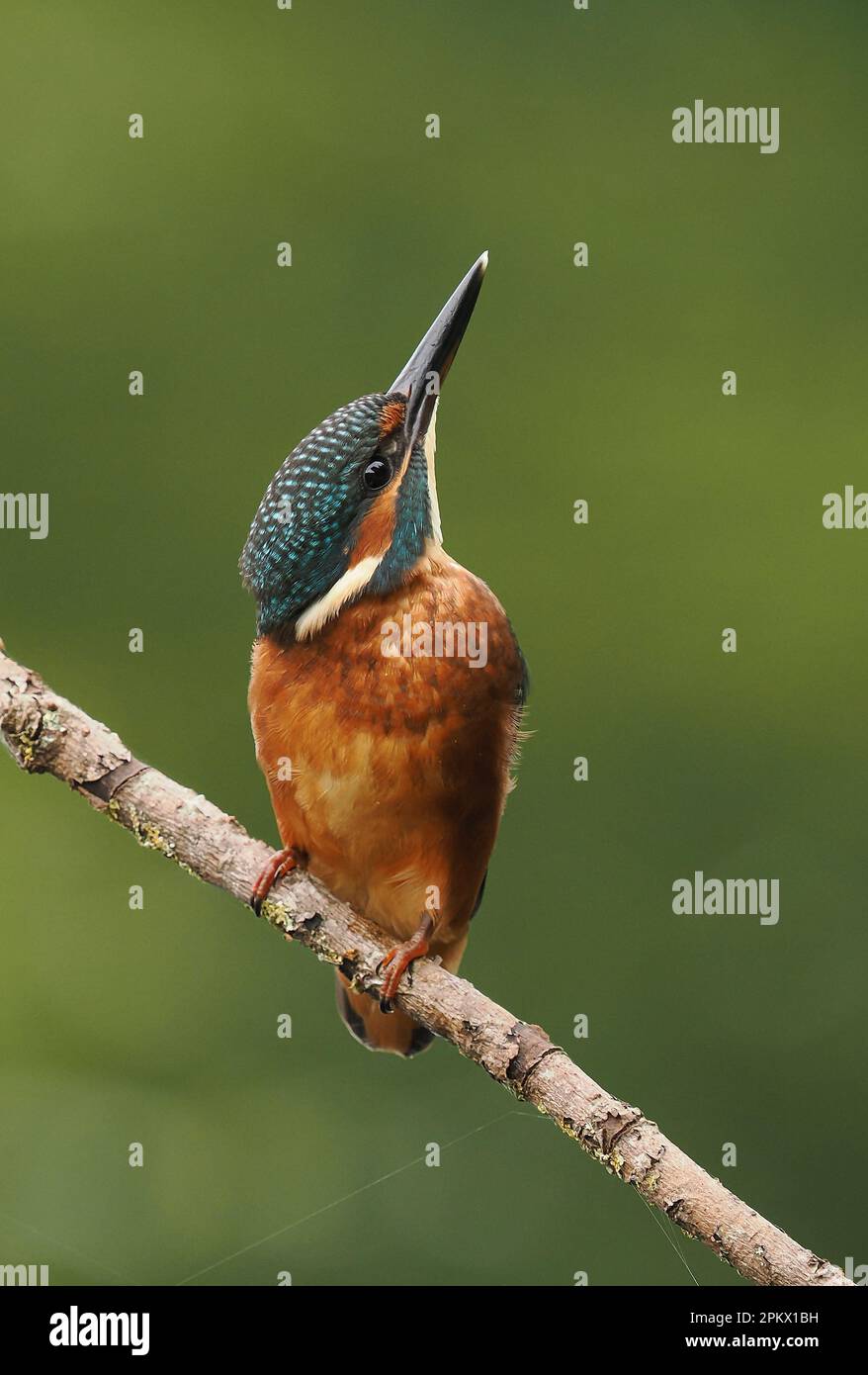 Kingfisher are one of the most colourful UK birds, it is recorded that ...
