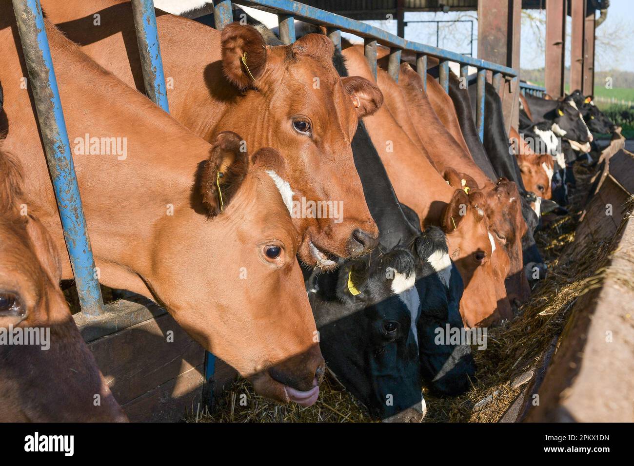 Dairy joy hi-res stock photography and images - Alamy