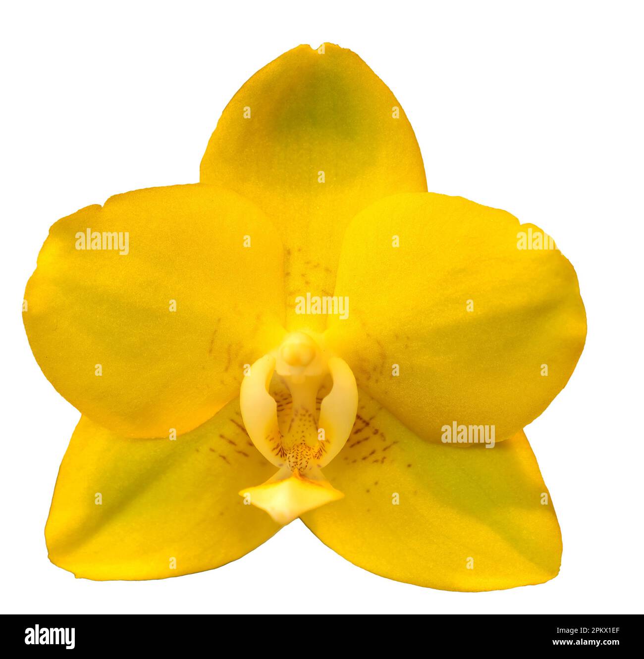 Flower colors are yellow and white. An orchid of the genus Phalaenopsis ...