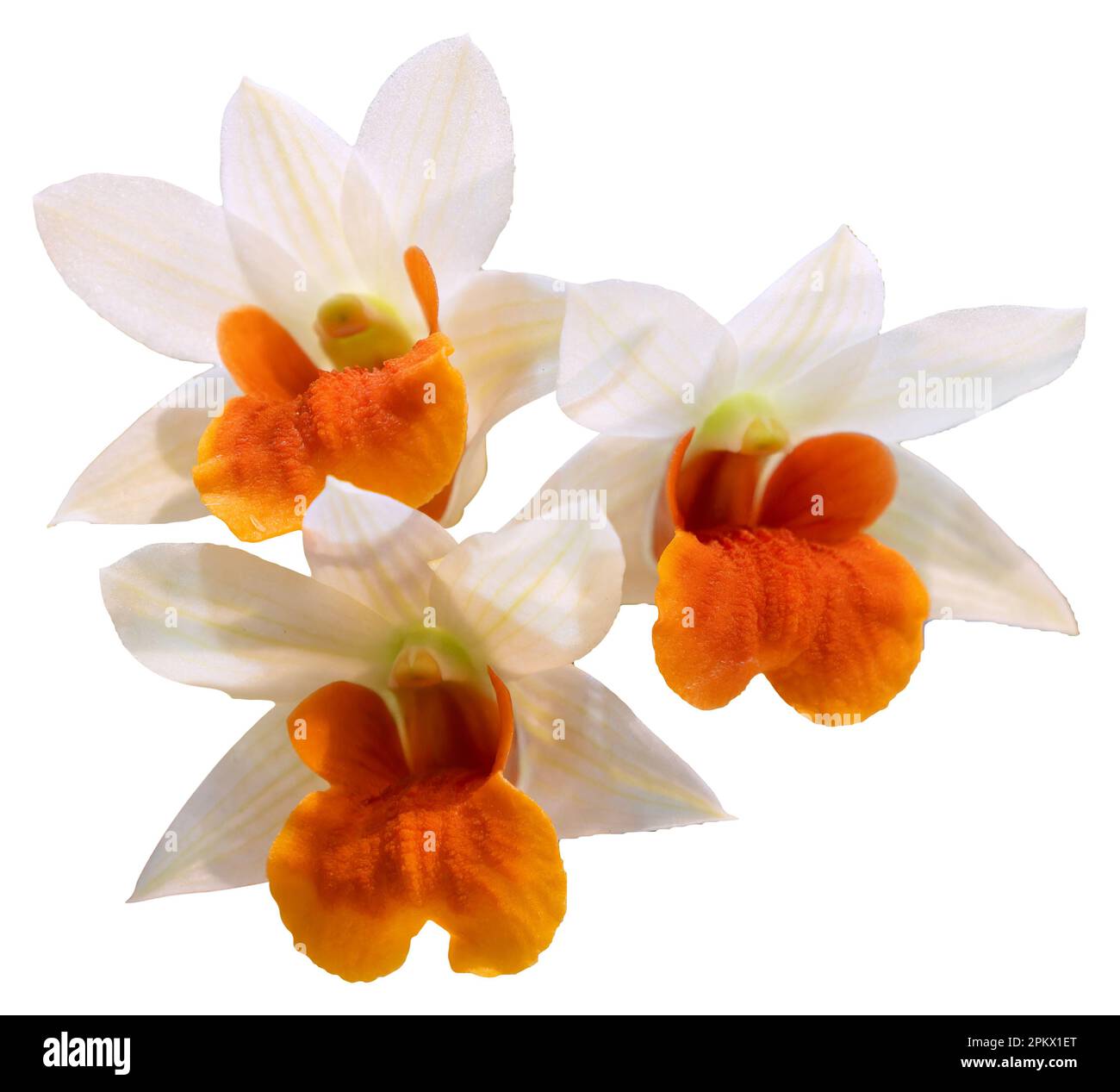 Flower colors are orange, white and yellow. An orchid of the genus ...