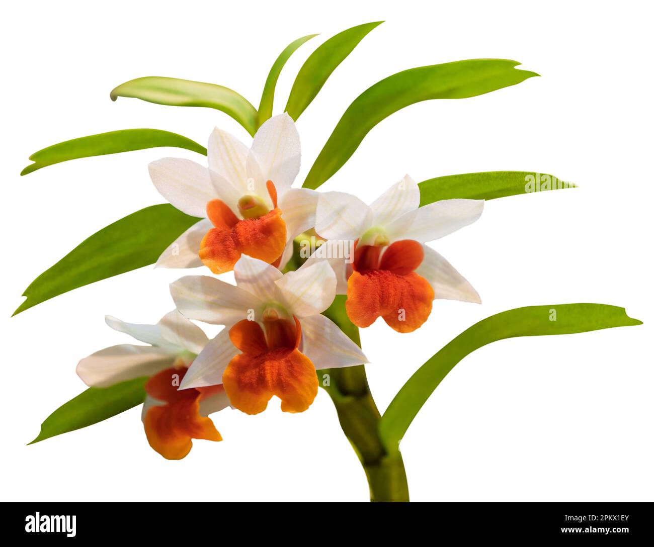 Flower colors are orange, white and yellow. An orchid of the genus ...