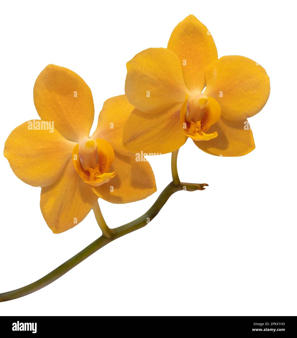 Flower colors are yellow and white. An orchid of the genus Phalaenopsis ...