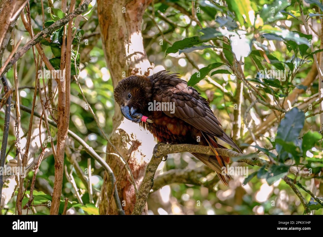 Kaka hi-res stock photography and images - Alamy