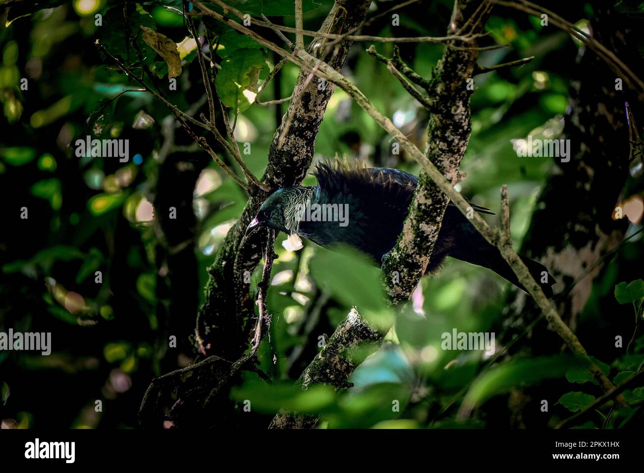 A Tui (Parson bird) perched on a branch of a tree in the woods Stock ...
