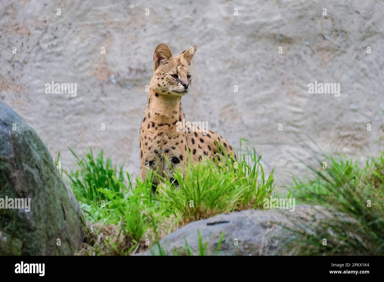 Serval act surveying its surroundings in its enclosure at a zoo Stock Photo - Alamy
