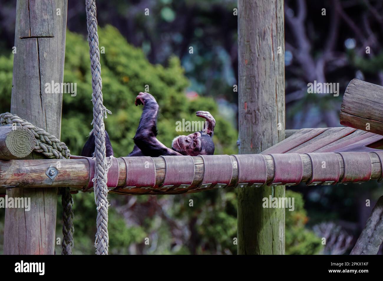 Young chimpanzee lying down relaxing on a hammock in its enclosure at ...