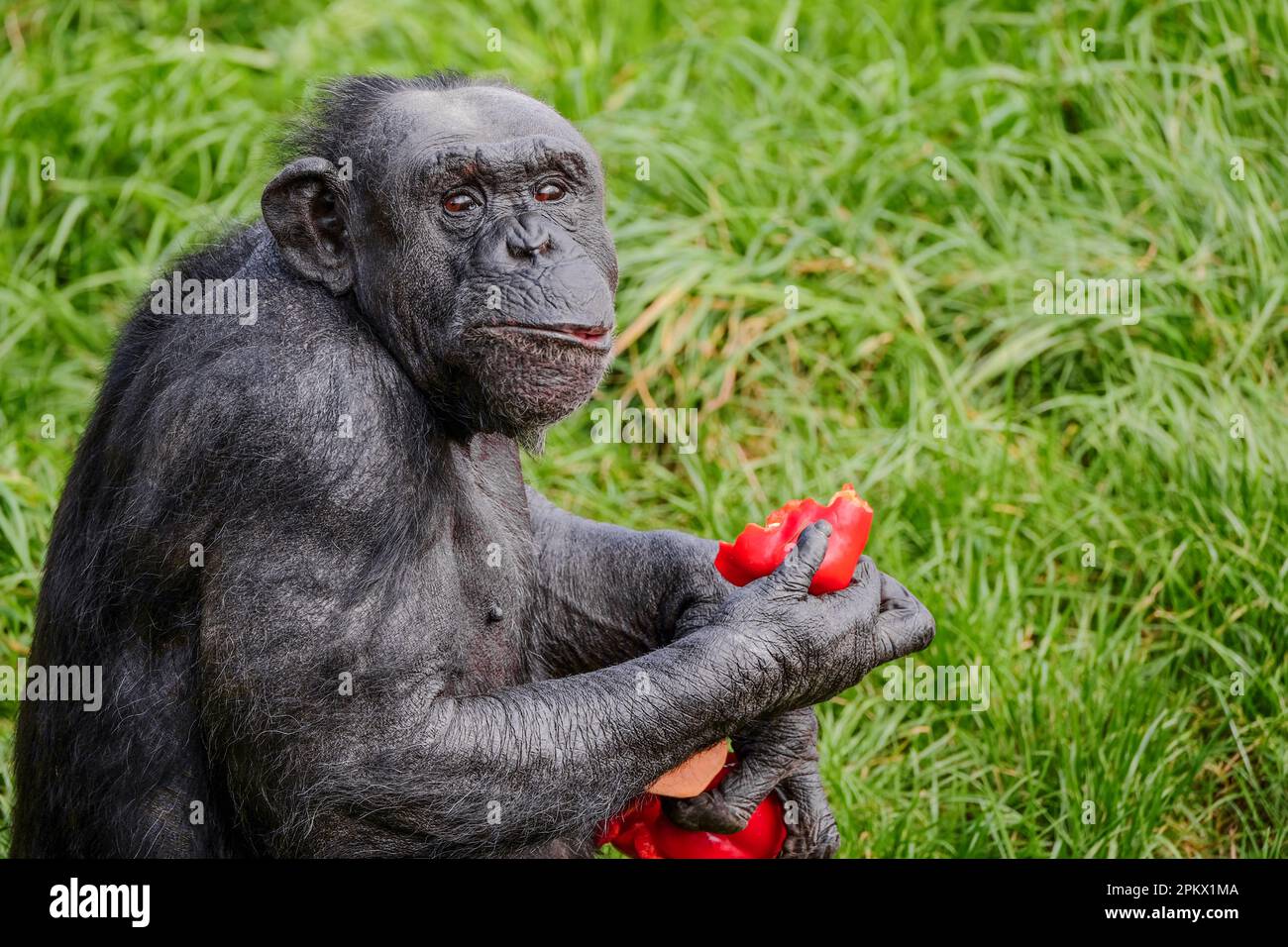 Chimpanzee sitting eating a red bell pepper in its enclosure at ...