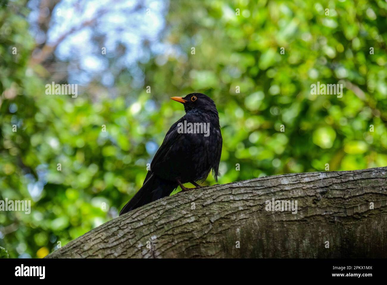 Song thrush perched in tree hi-res stock photography and images - Alamy