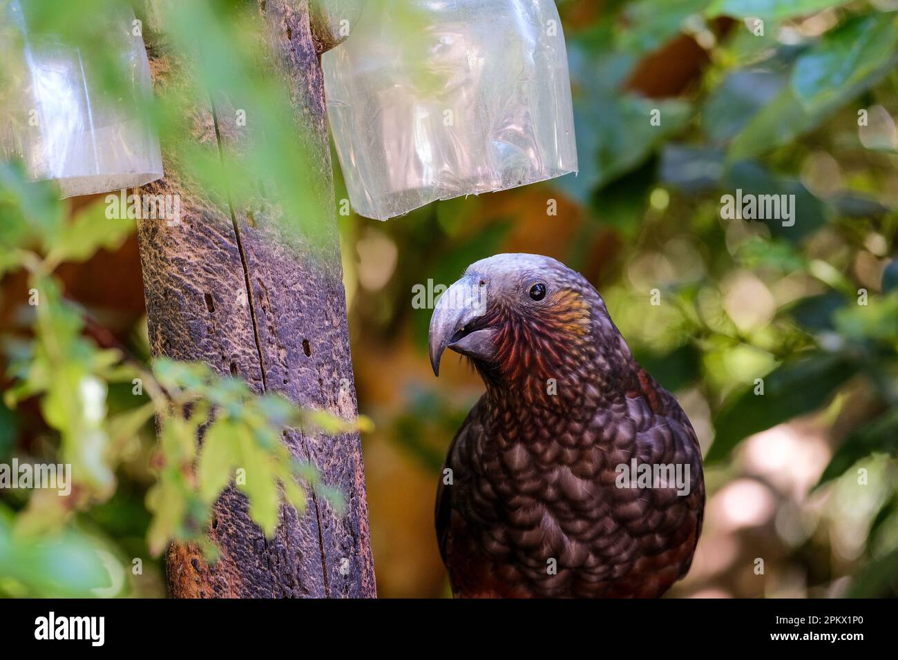 Kaka hi-res stock photography and images - Alamy