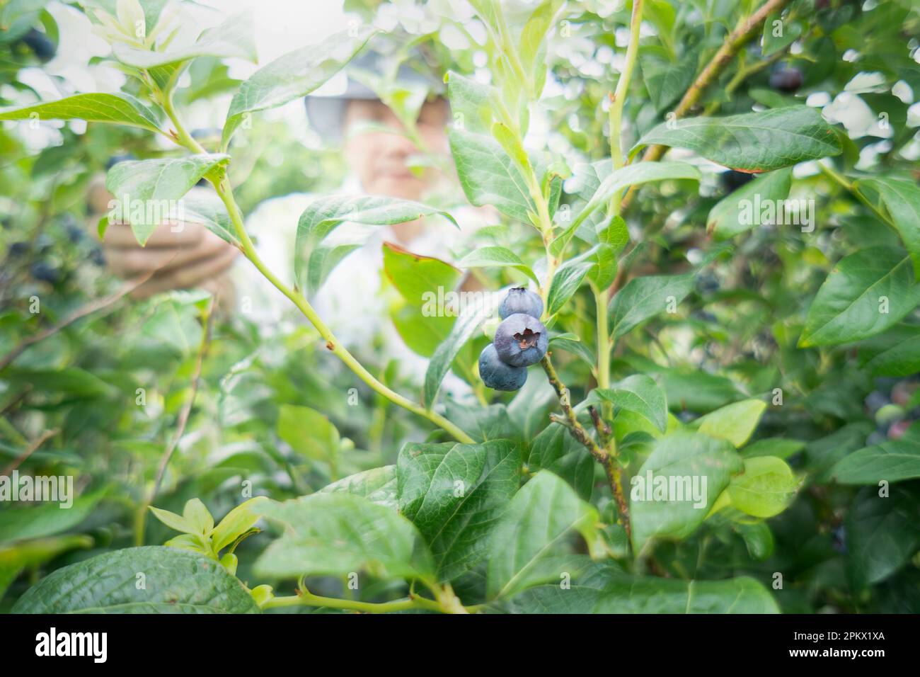 Ripe blueberries on the tree, out-of-focus man picking blueberries ...