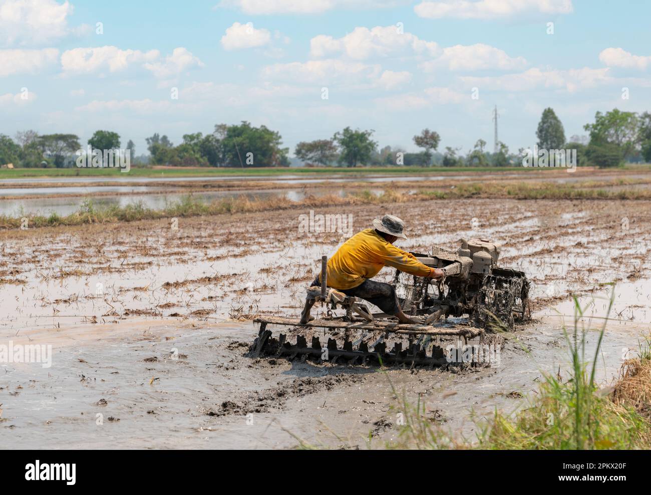 Farmer drive wheel cultivator tractor on rice field for prepare soil ...