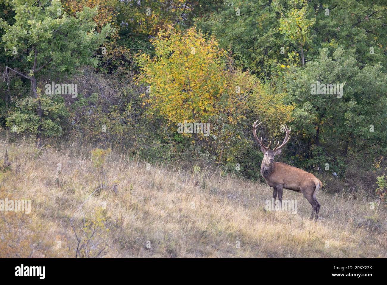 The male red deer (Cervus elaphus) stag or hart Stock Photo - Alamy