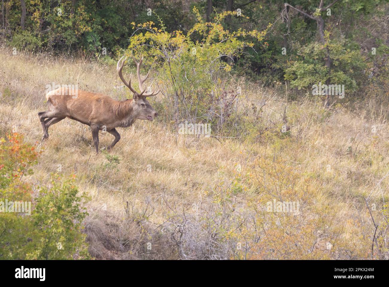 The male red deer (Cervus elaphus) stag or hart Stock Photo - Alamy