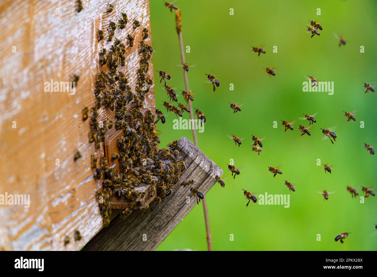 A lot of bees returning to bee hive and entering beehive with collected ...