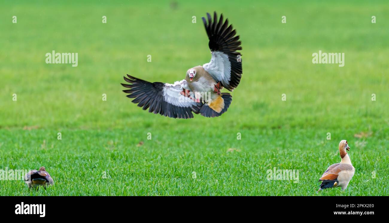 Egyptian goose in flight, moments before landing Stock Photo - Alamy