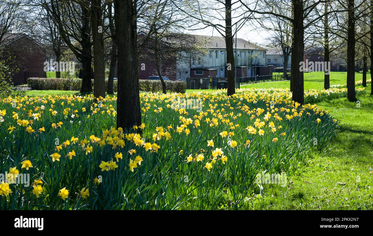 Spring Daffodil Blooming in Front of Manchester council houses ...