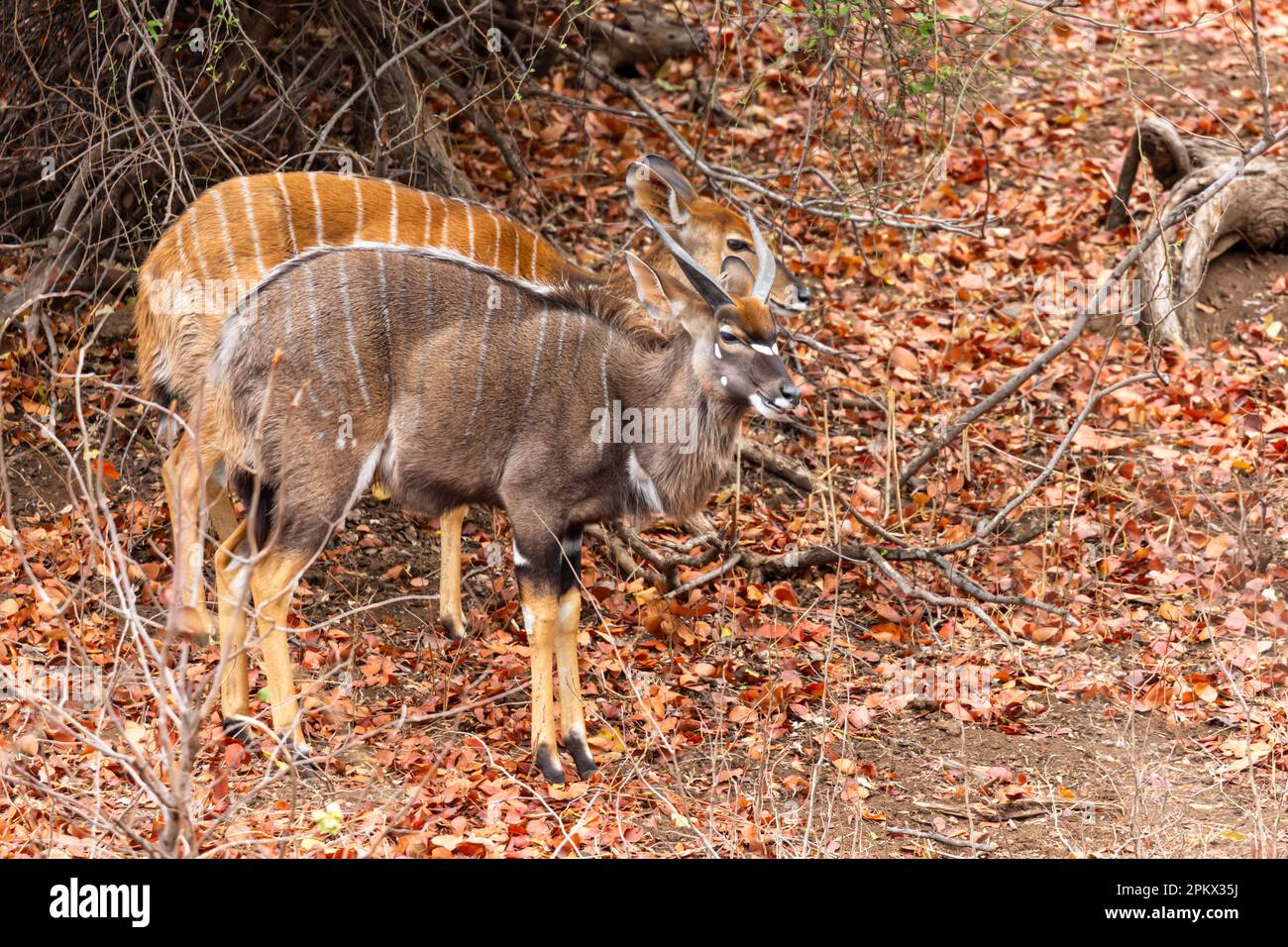 Male and female njala on dry mopani leaves Kruger NP South Africa Stock ...