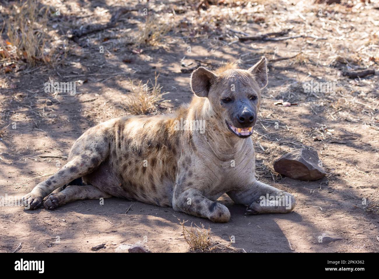 Adult spotted hyena rest in the shade of tree Kruger NP South Africa ...