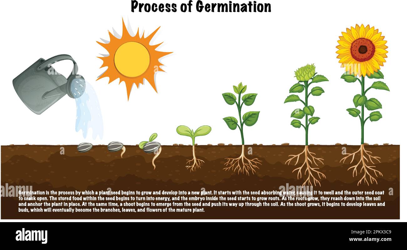 Process of Germination Diagram for Science Education illustration Stock ...
