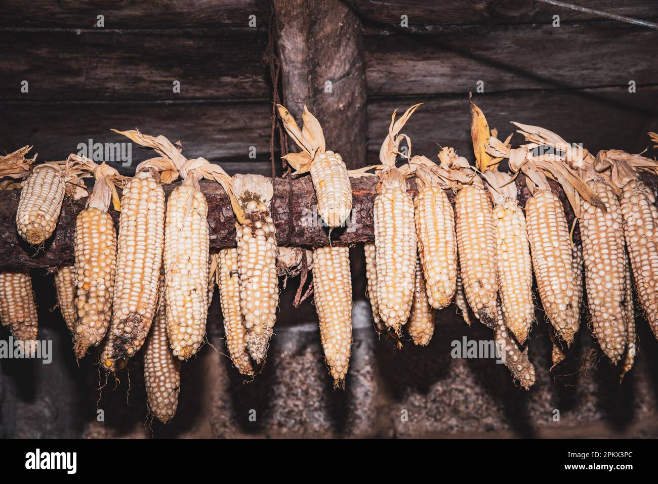 Group corn hi-res stock photography and images - Alamy