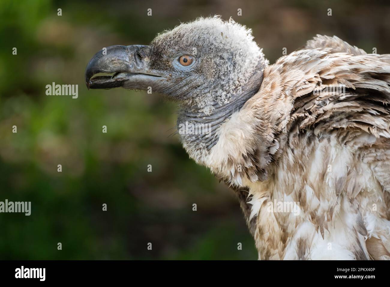 Vulture chick hi-res stock photography and images - Alamy
