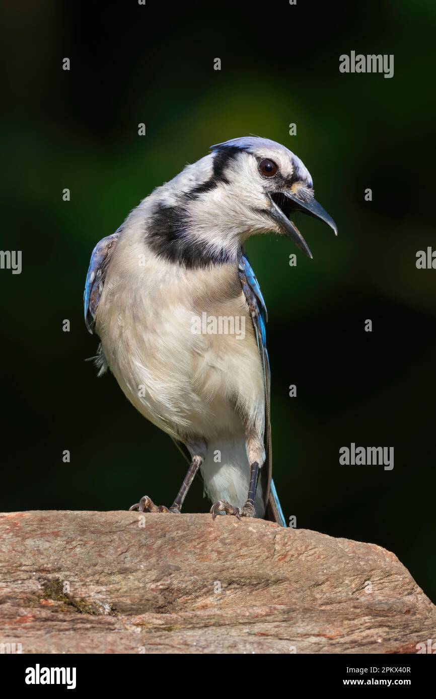 A blue jay calling while perched on a rock Stock Photo - Alamy