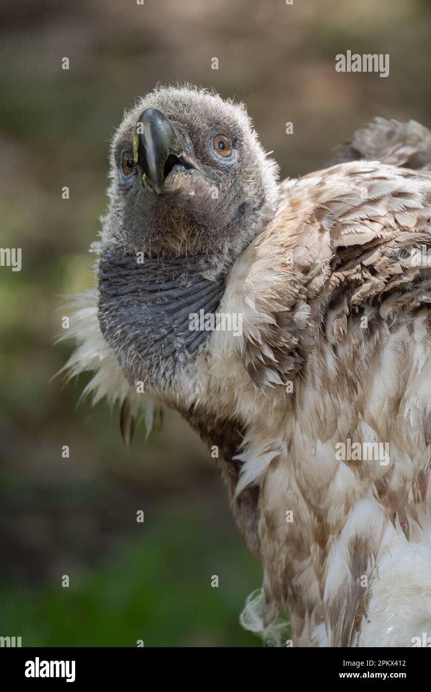 Vulture chick hi-res stock photography and images - Alamy