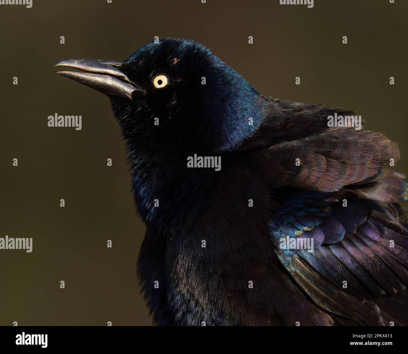 Before the beak hi-res stock photography and images - Alamy