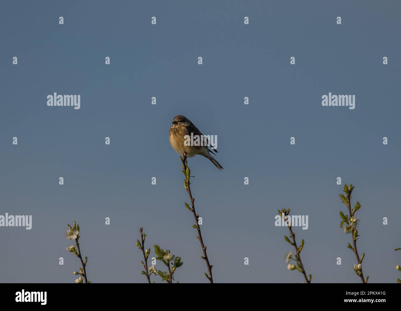 Linnet captured on canon r5 hi-res stock photography and images - Alamy