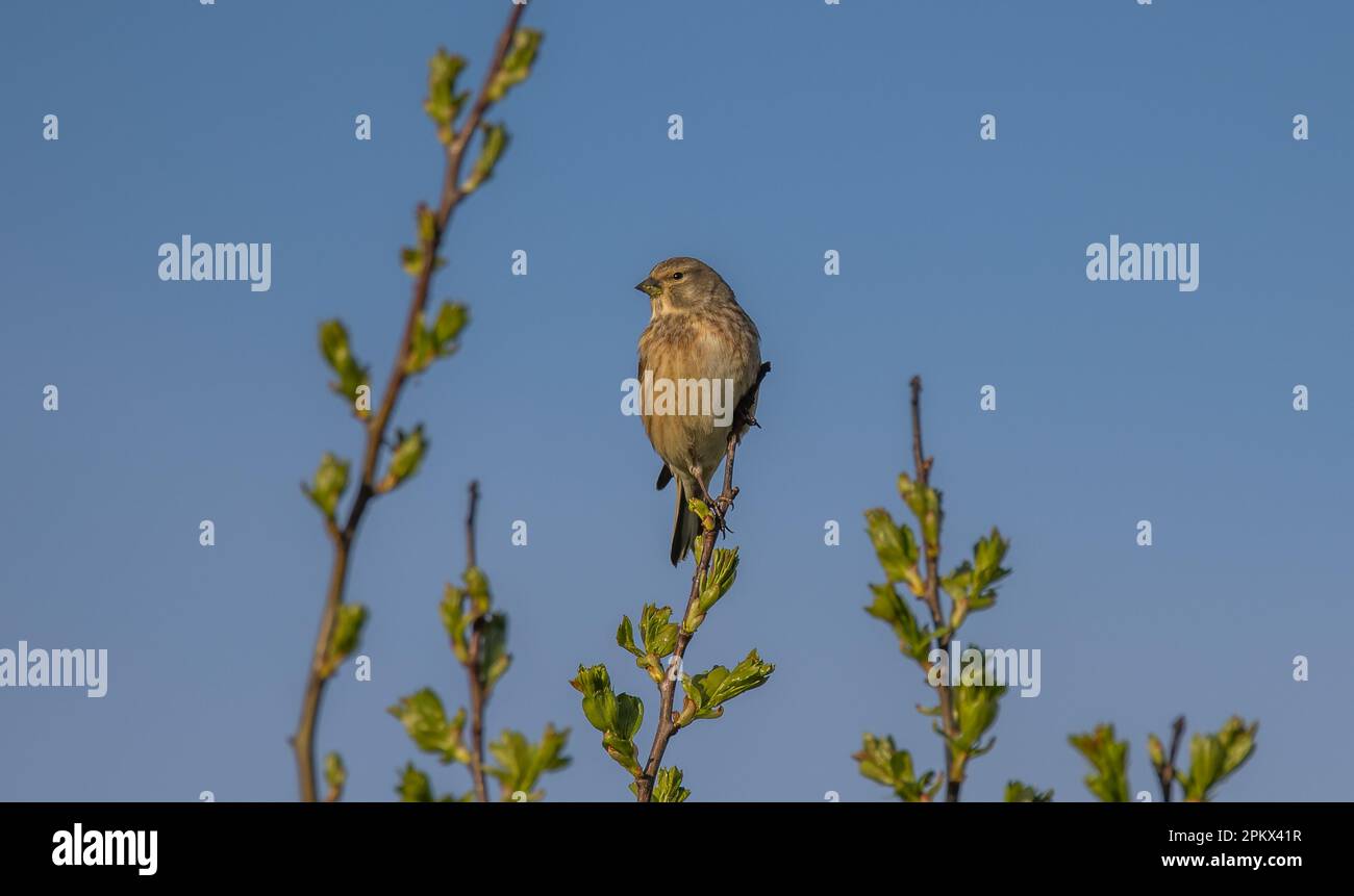 Linnet captured on canon r5 hi-res stock photography and images - Alamy