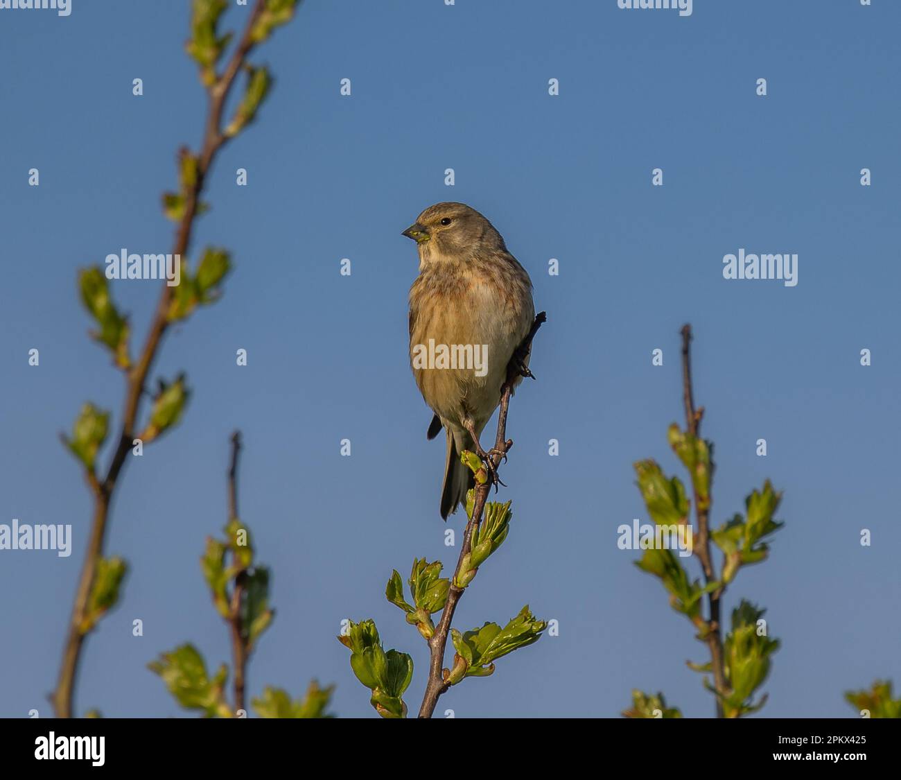 Linnet captured with canon r5 hi-res stock photography and images - Alamy