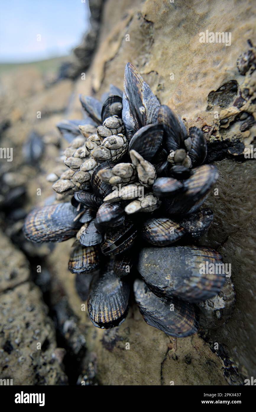 Cluster barnacles on rock hi-res stock photography and images - Alamy