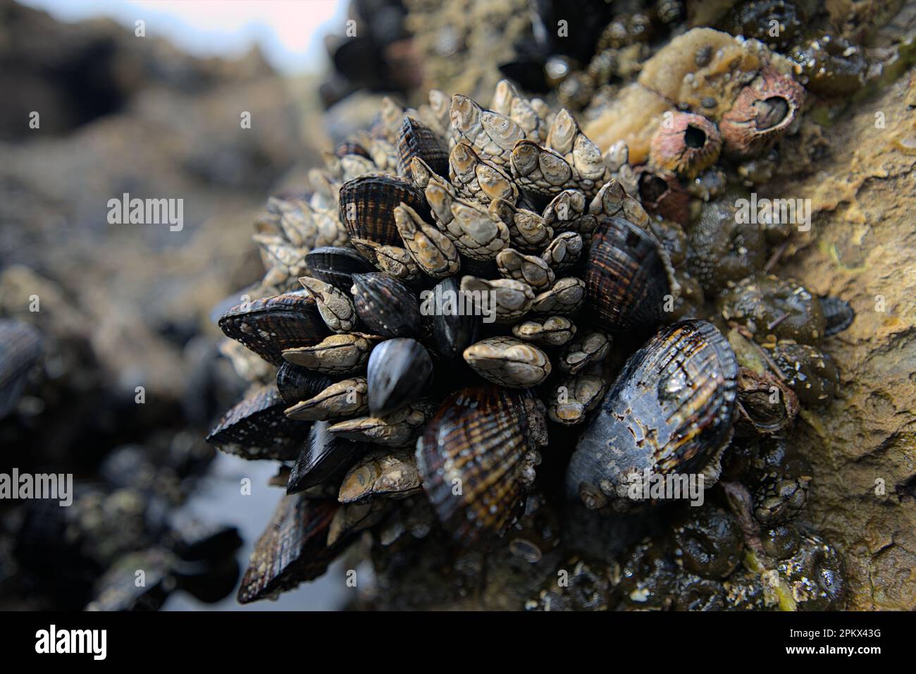 Cluster grouping hi-res stock photography and images - Alamy
