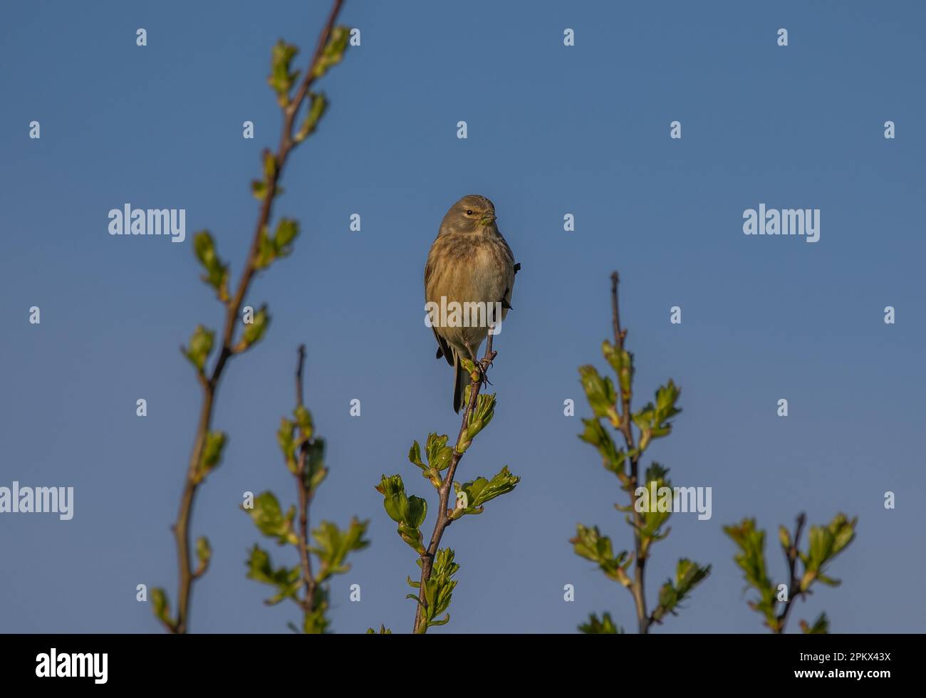 Linnet captured in morning light hi-res stock photography and images ...