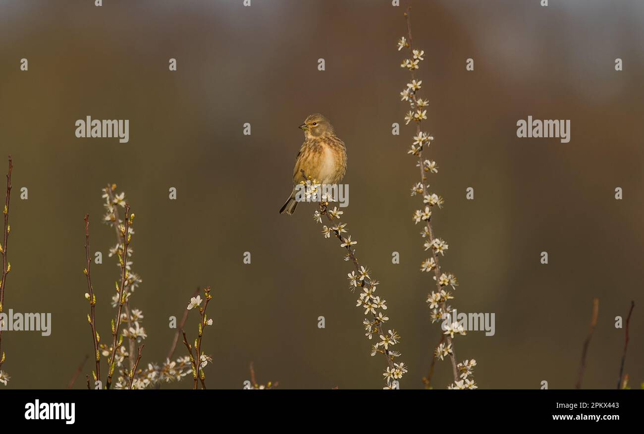 Linnet captured in morning light hi-res stock photography and images ...